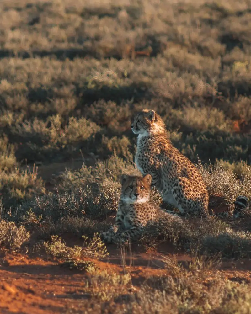 The Best Game Reserves in KZN for an Unforgettable Safari Experience