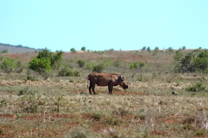 How to Visit Addo National Park: A Complete Self-Drive Safari Guide