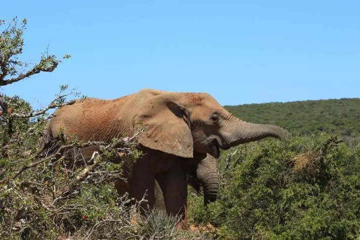 How to Visit Addo National Park: A Complete Self-Drive Safari Guide