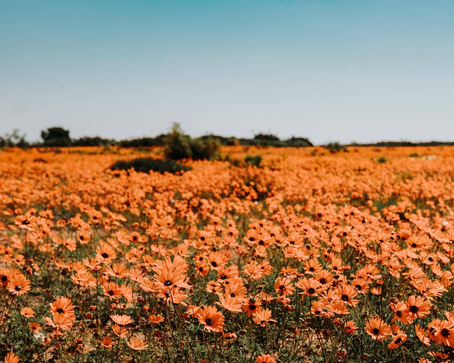 8+ Stunning Places to See The Namaqualand Flowers [2023]
