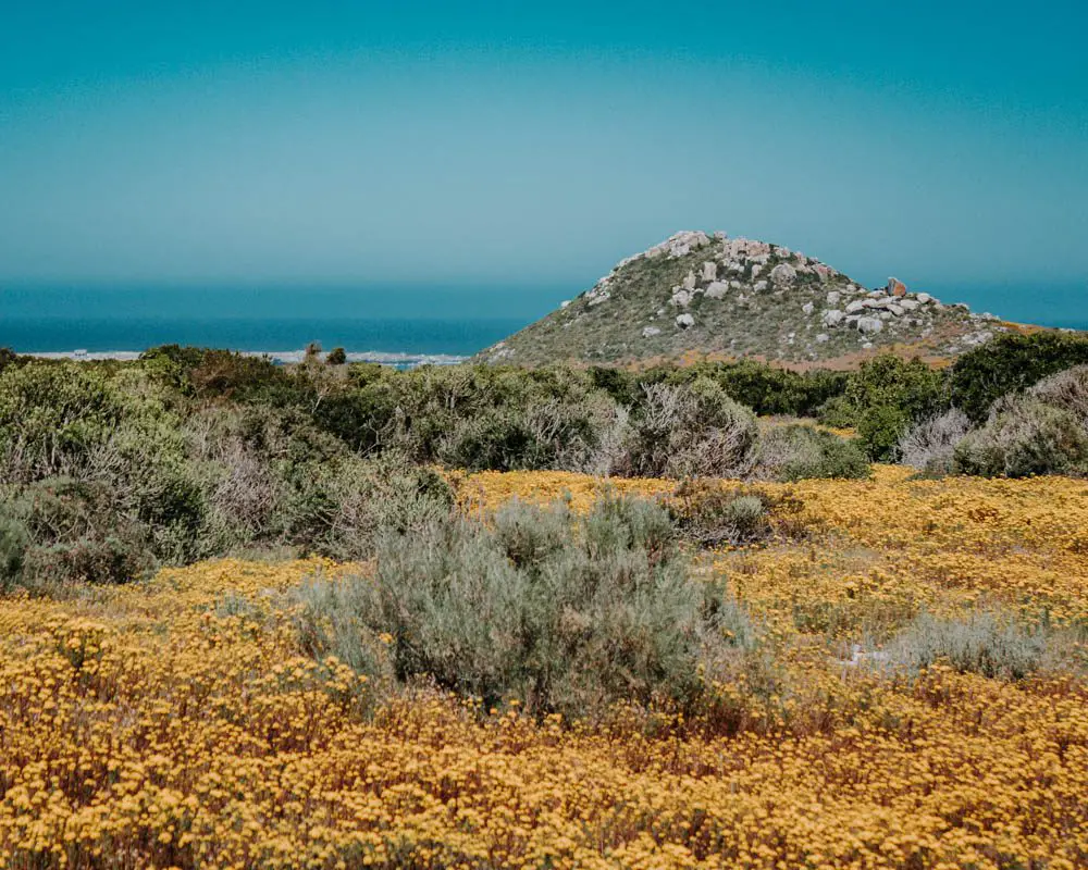 Postberg Wildflower Trail Overnight Hike • 20-21 September 2021