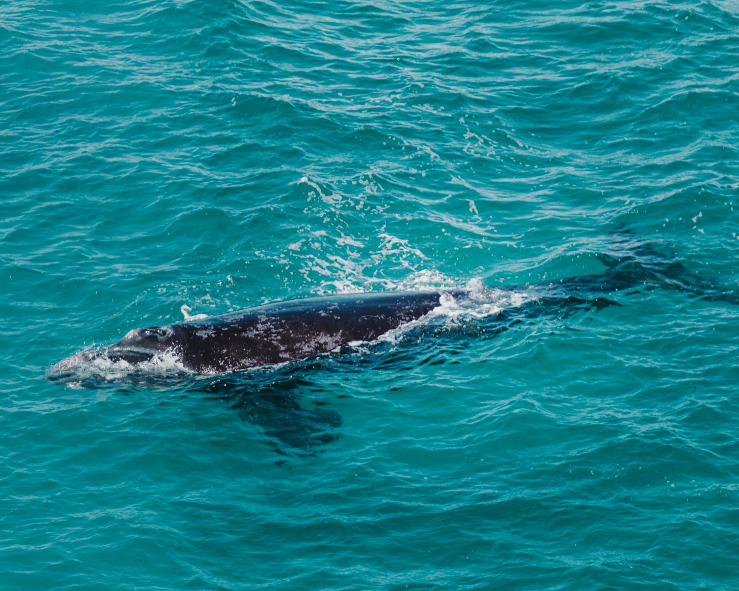 Whale Trail Hike in South Africa: Everything You Need to Know