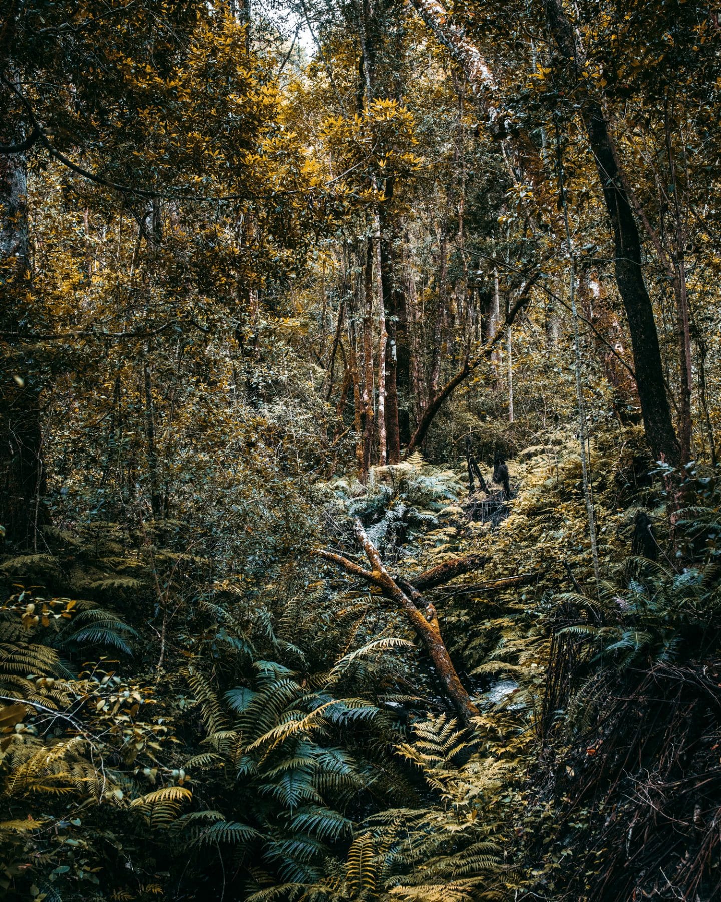 10 Unique & Fun Things to Do in Knysna, South Africa